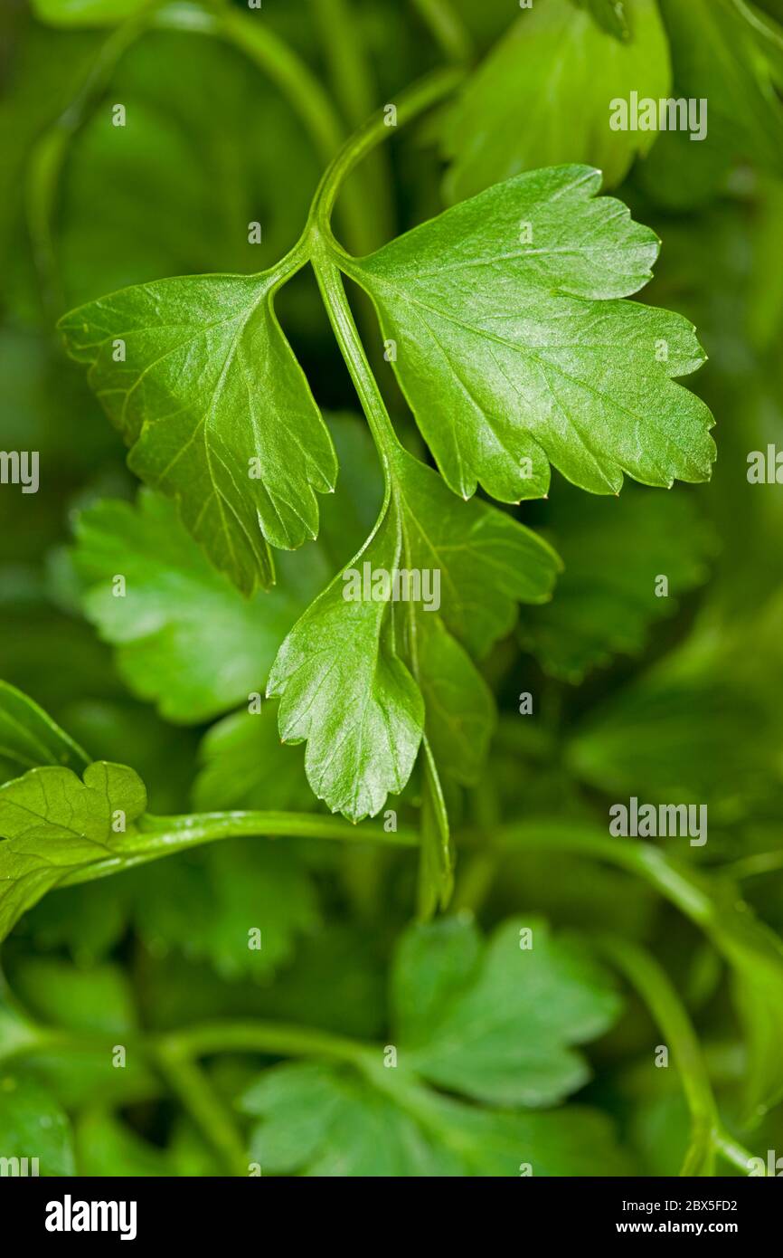 Flat parsley hi-res stock photography and images - Alamy