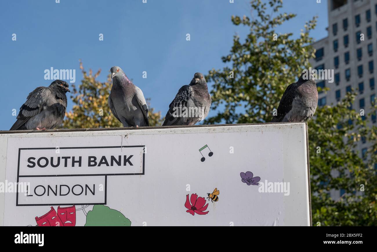 Pigeons sitting on a sign in the centre of the City of London Stock ...