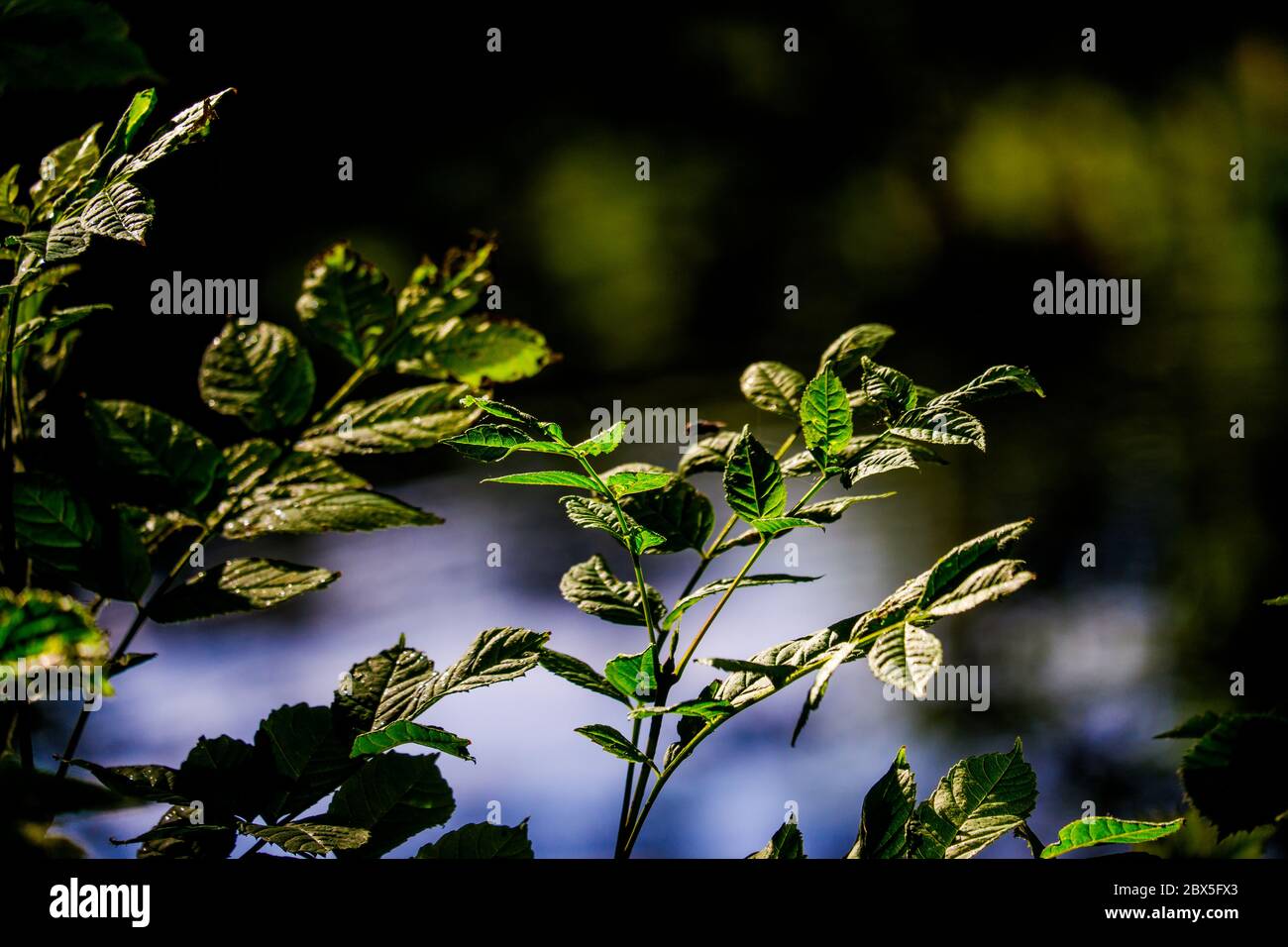 Tree branches overhanging in water hi-res stock photography and images ...