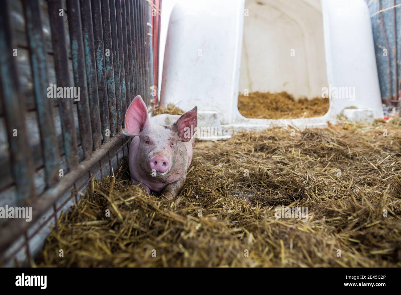 Lovely pig laying on the hay in the large farm, agriculture concept ...