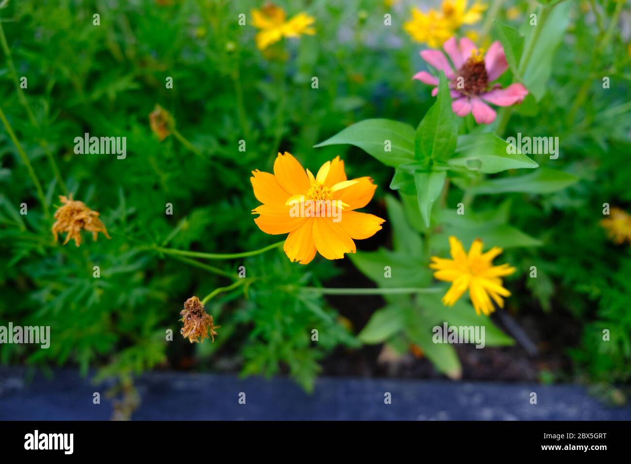 Cosmos sulphureus is also known as sulfur cosmos and yellow cosmos ...