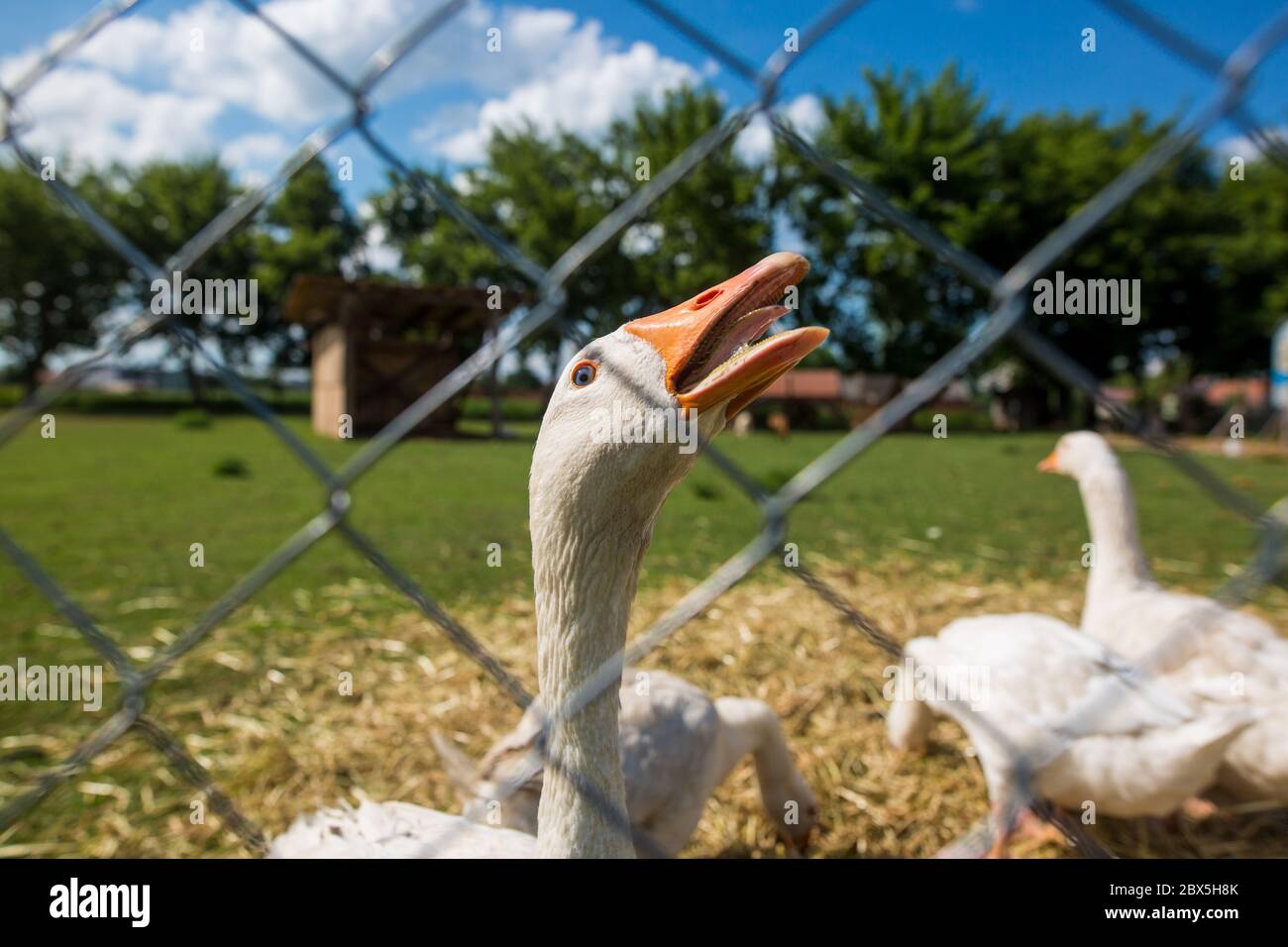 Goose behind the fence of large farm, agriculture concept Stock Photo ...