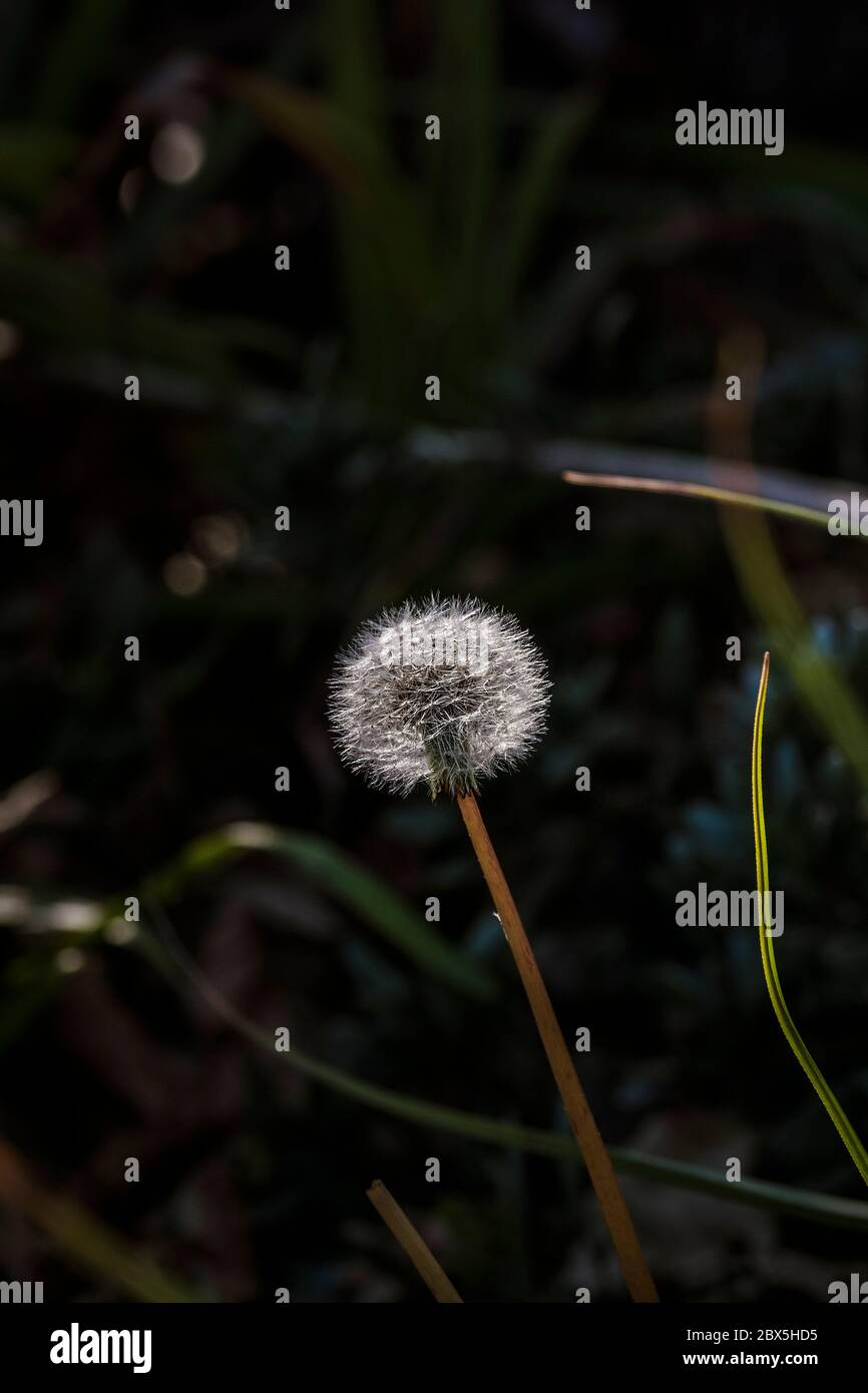 Single seed hi-res stock photography and images - Alamy