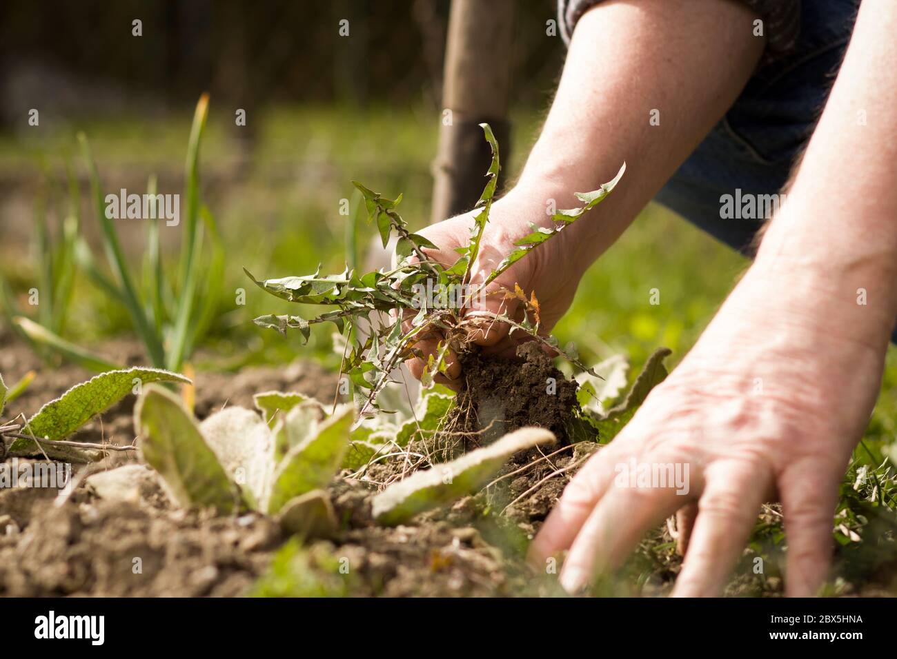 An old hand of active senior pulling out weed of his huge botanic ...