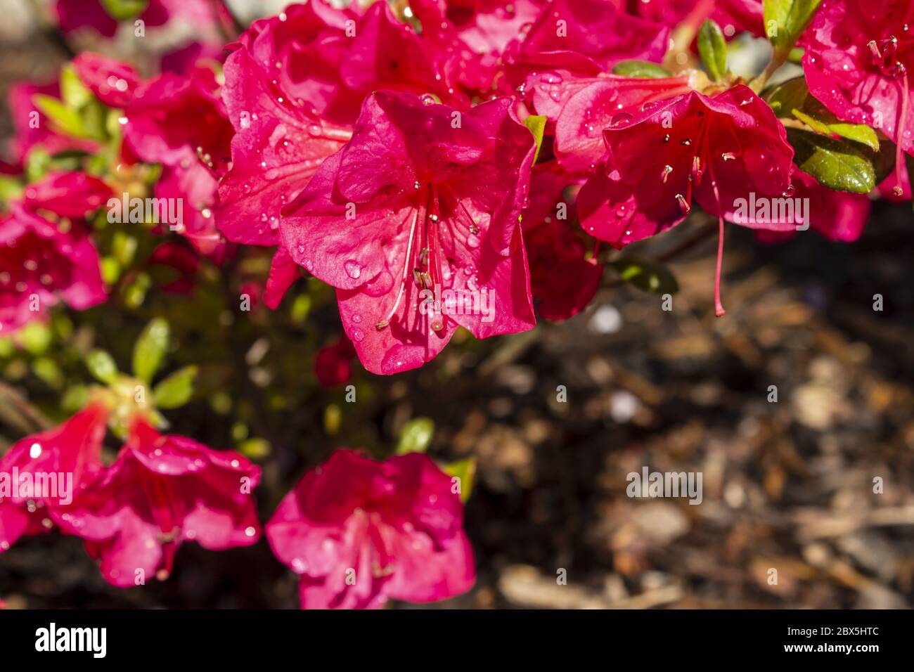 Azalea japonica hi-res stock photography and images - Alamy