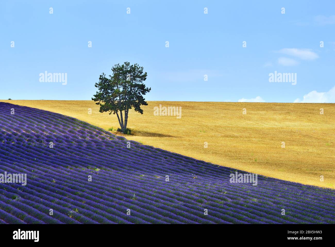 Stunning landscape with lavender and wheat fields at dawn. Provence ...