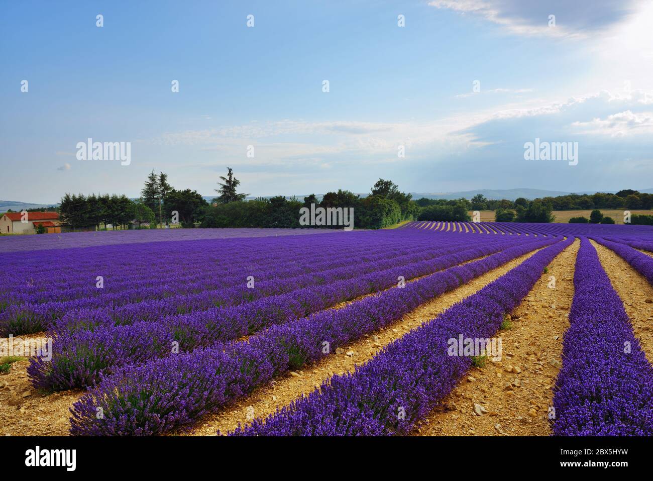 Stunning landscape with lavender field at evening. Plateau of Sault ...