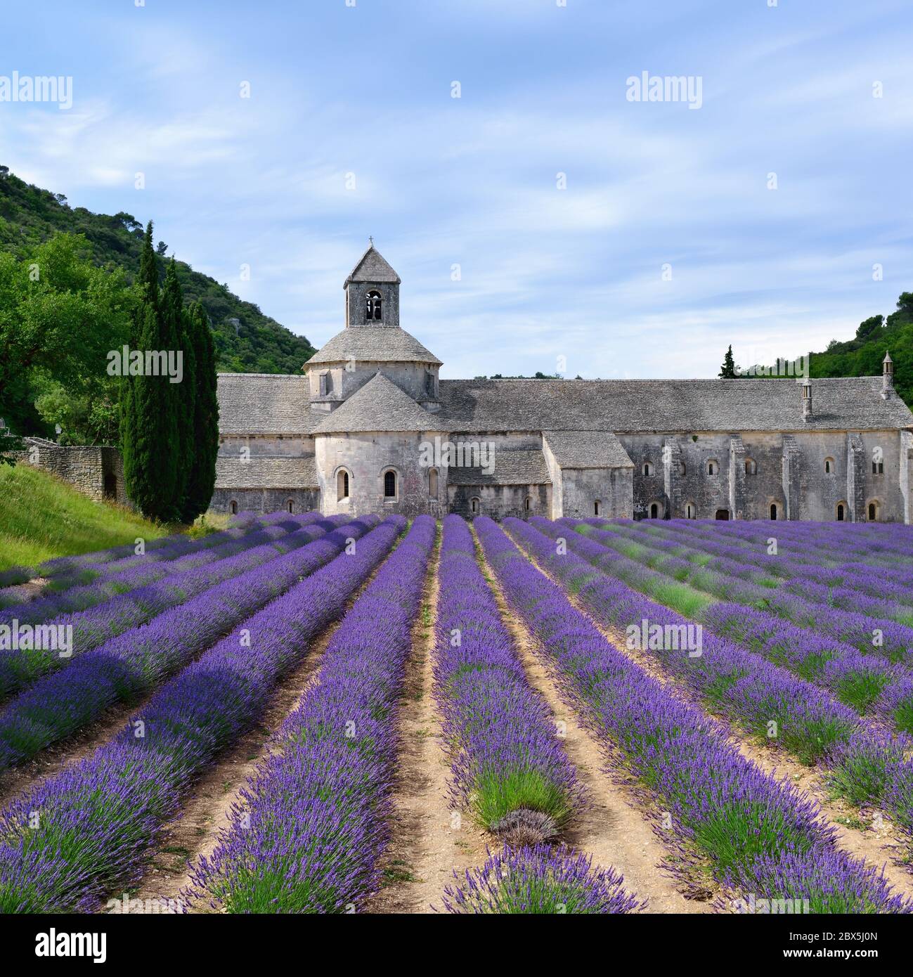 Most beautiful lavender field in Provence. An ancient monastery Abbaye ...