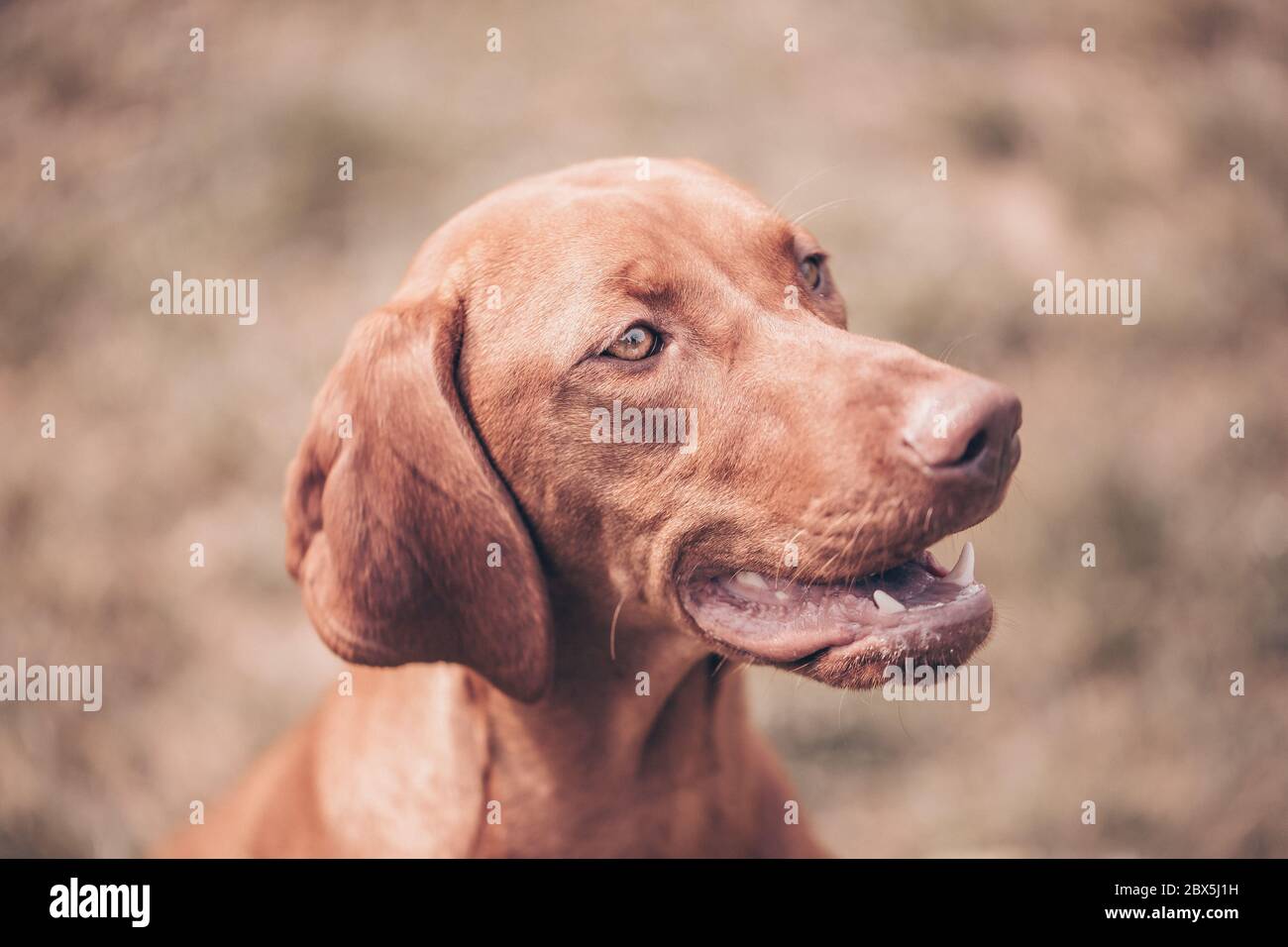 Lovely portrait of brown-mixed dog, mammal, animal concept Stock Photo ...