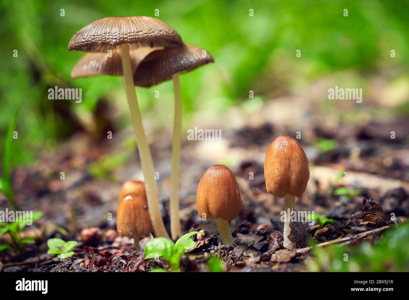 Mushroom After Rain High Resolution Stock Photography and Images - Alamy