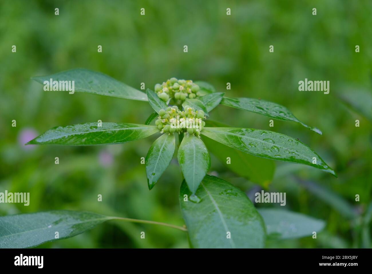 green leaves from shrub plants Stock Photo - Alamy