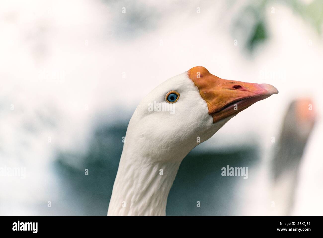White goose face closeup Stock Photo - Alamy