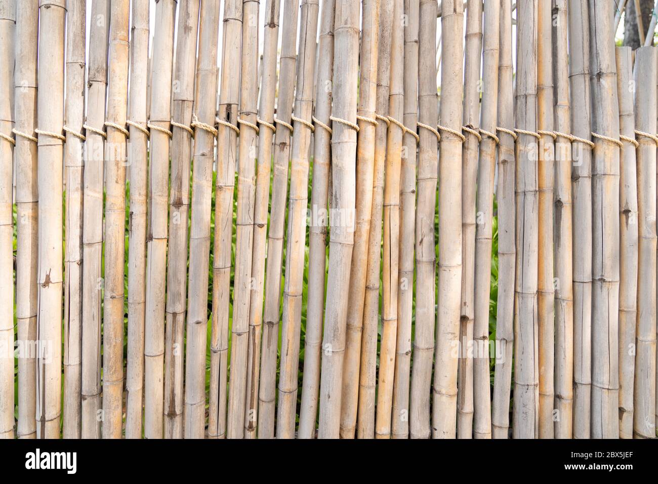 Bamboo poles are tied together in the row to be partition and wall ...