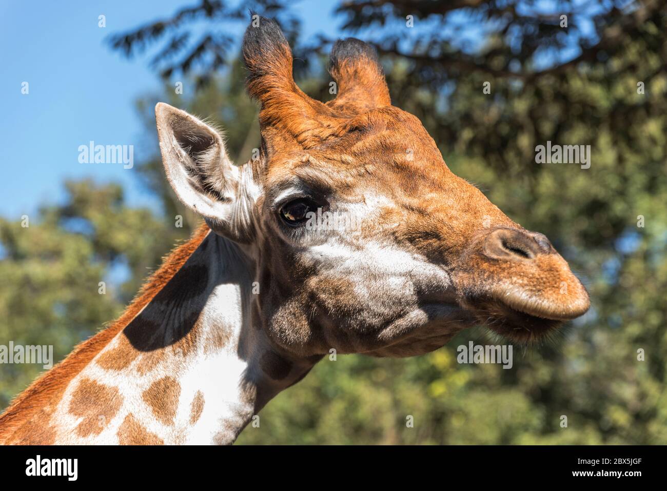 African prey animals hi-res stock photography and images - Alamy