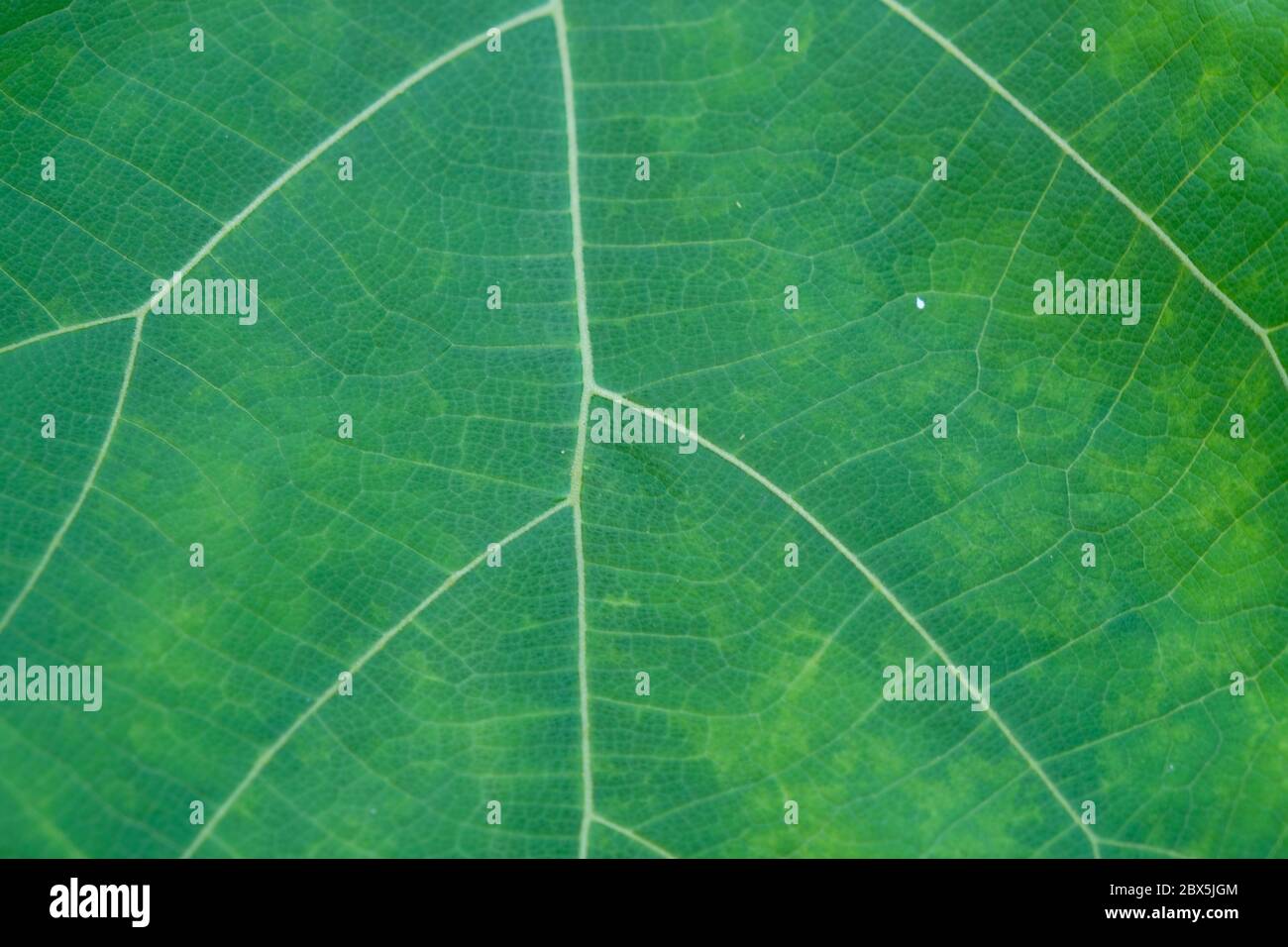 leaf texture makes a nice groove Stock Photo - Alamy