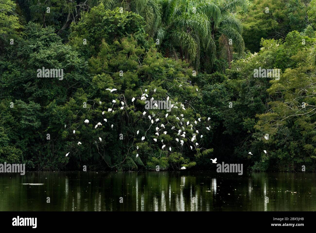 Flock of egrets on trees hi-res stock photography and images - Alamy