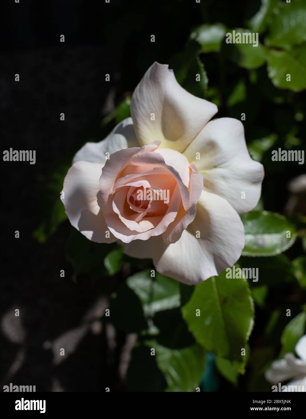 Delicate Pink Rose Stock Photo - Alamy