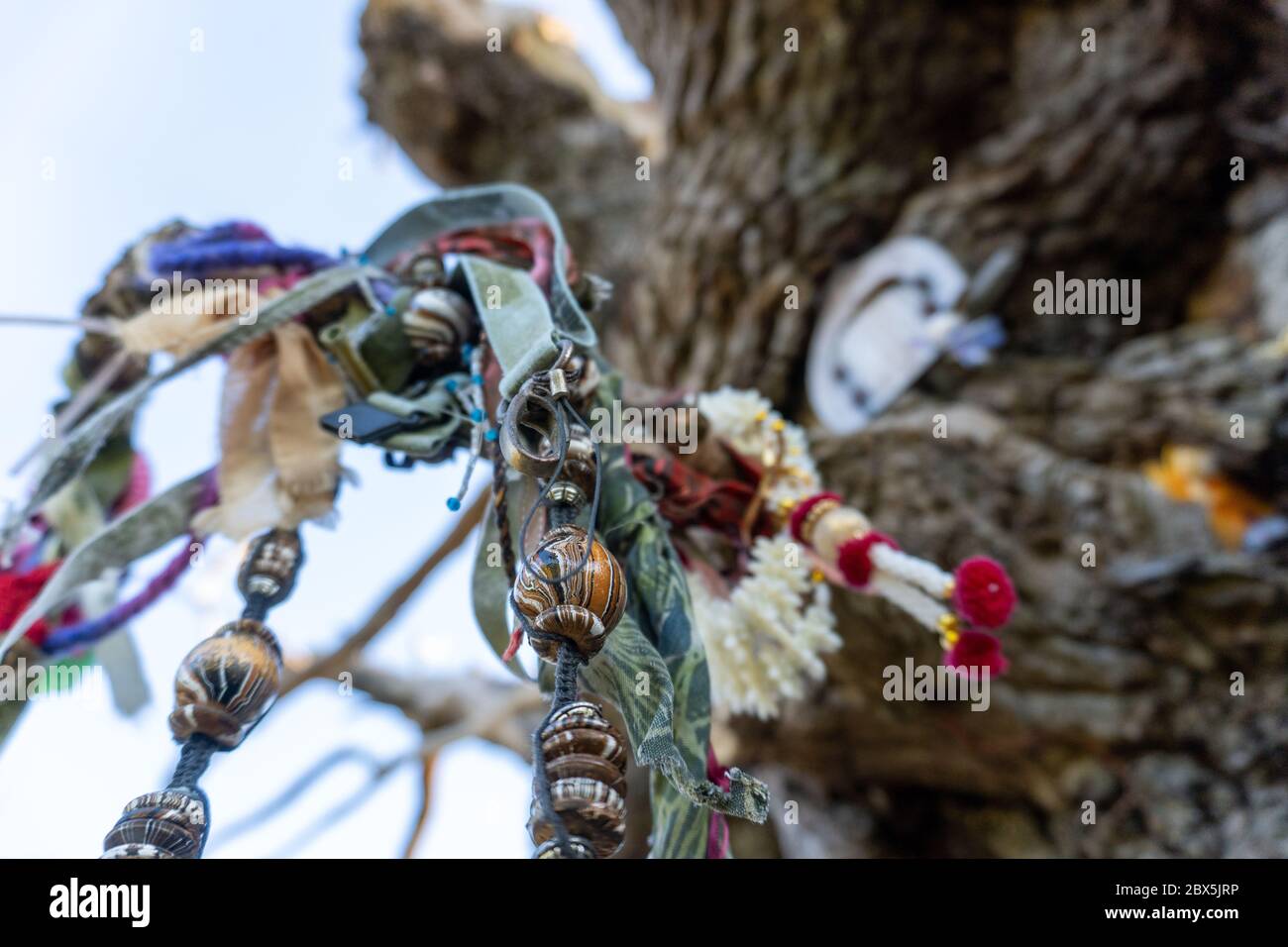 Offerings on an ancient pagan oak tree in the English countryside ...