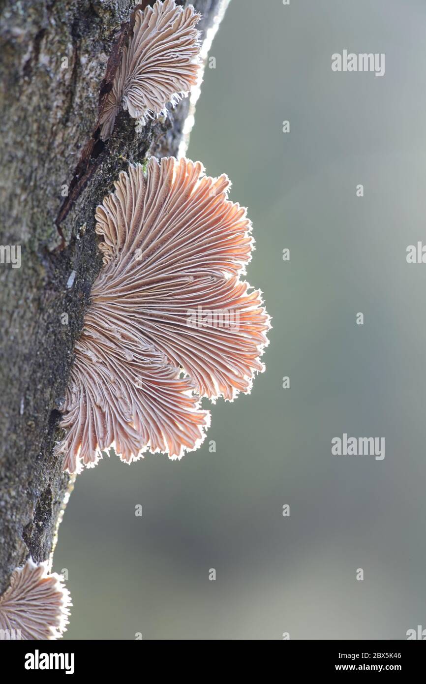 Antibiotic fungus, Schizophyllum commune, known as split gill or ...