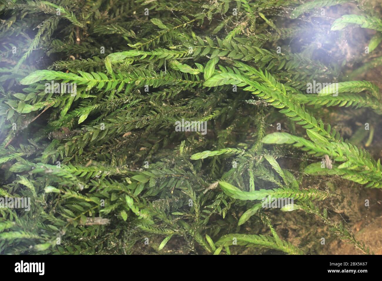 Fontinalis antipyretica, known as the antifever fontinalis moss ...