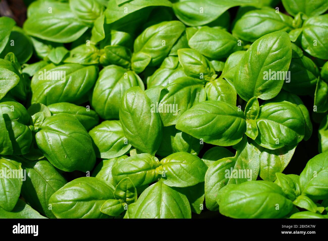 Fresh basil plant growing in the herb garden Stock Photo - Alamy