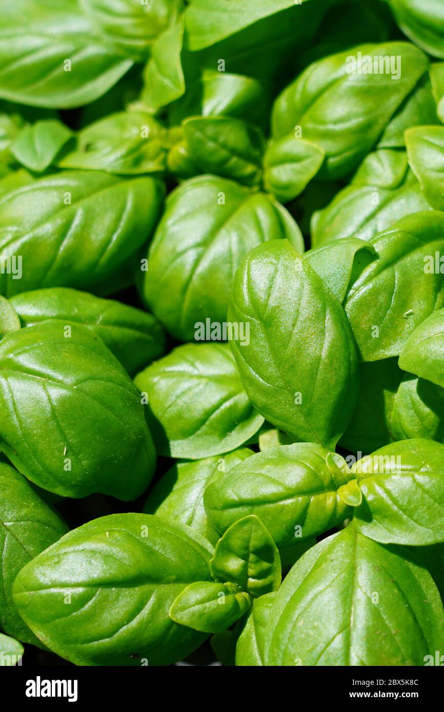 Fresh basil plant growing in the herb garden Stock Photo - Alamy