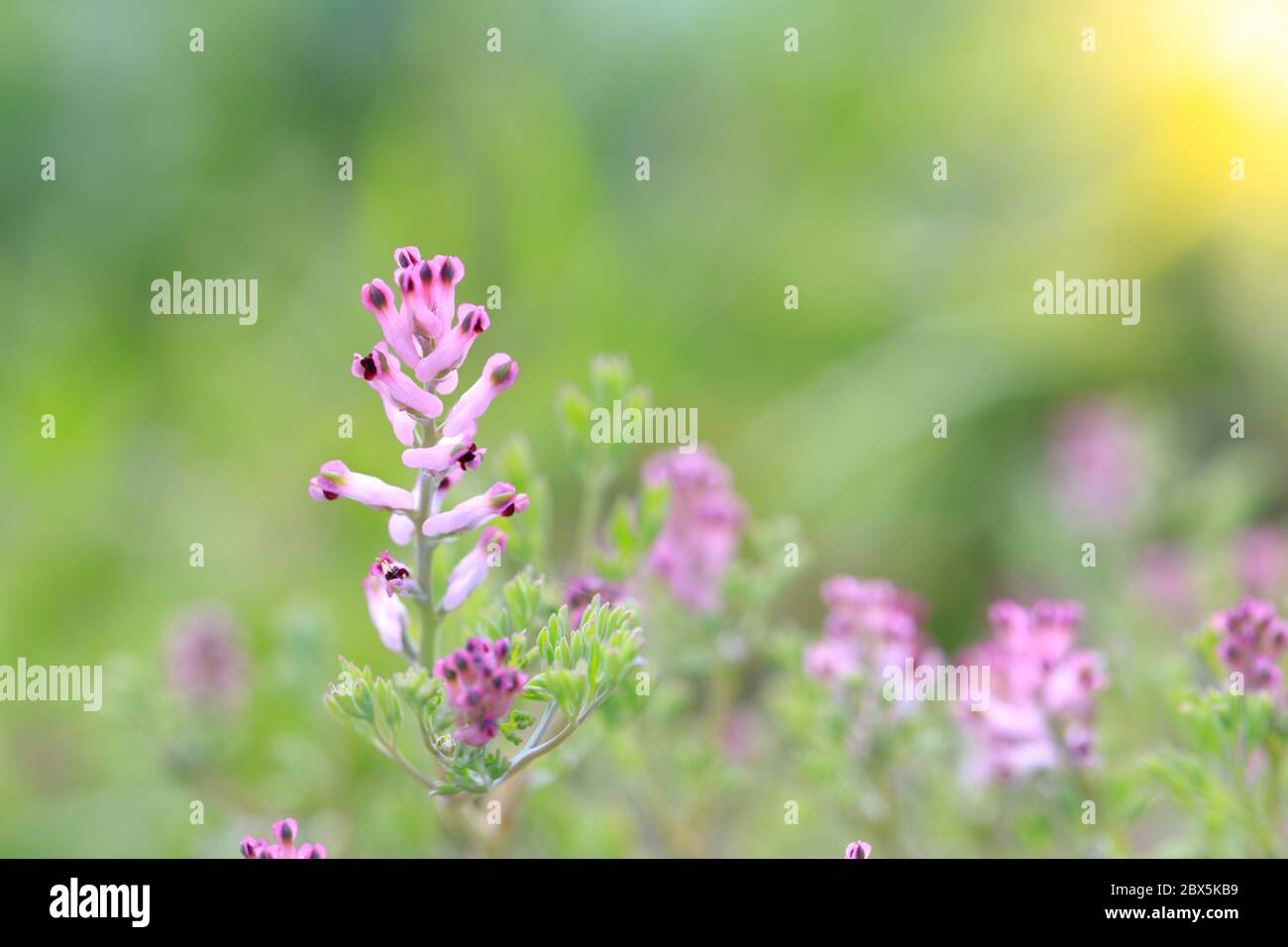 Single foxglove flower with green background Stock Photo - Alamy
