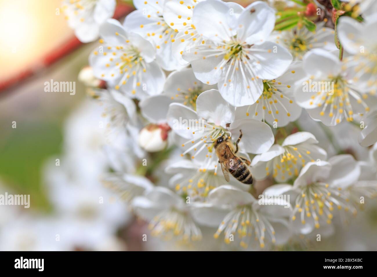Bee on a flower on branch of apple tree Stock Photo - Alamy