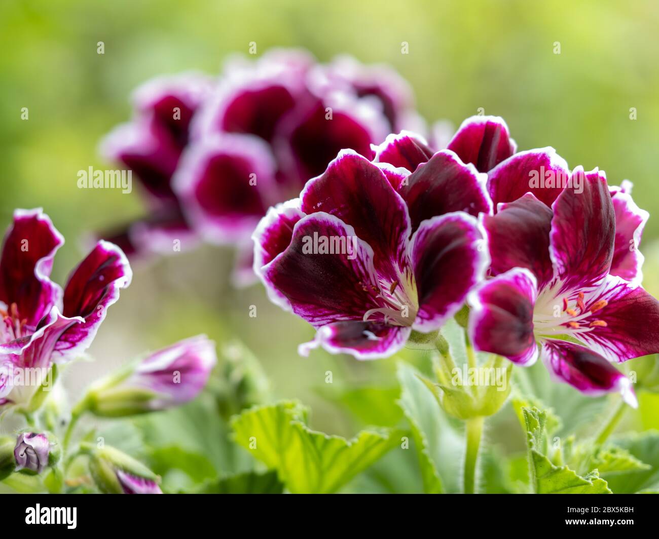 Macro photography shot of a deep purple geranium flower plant with a ...