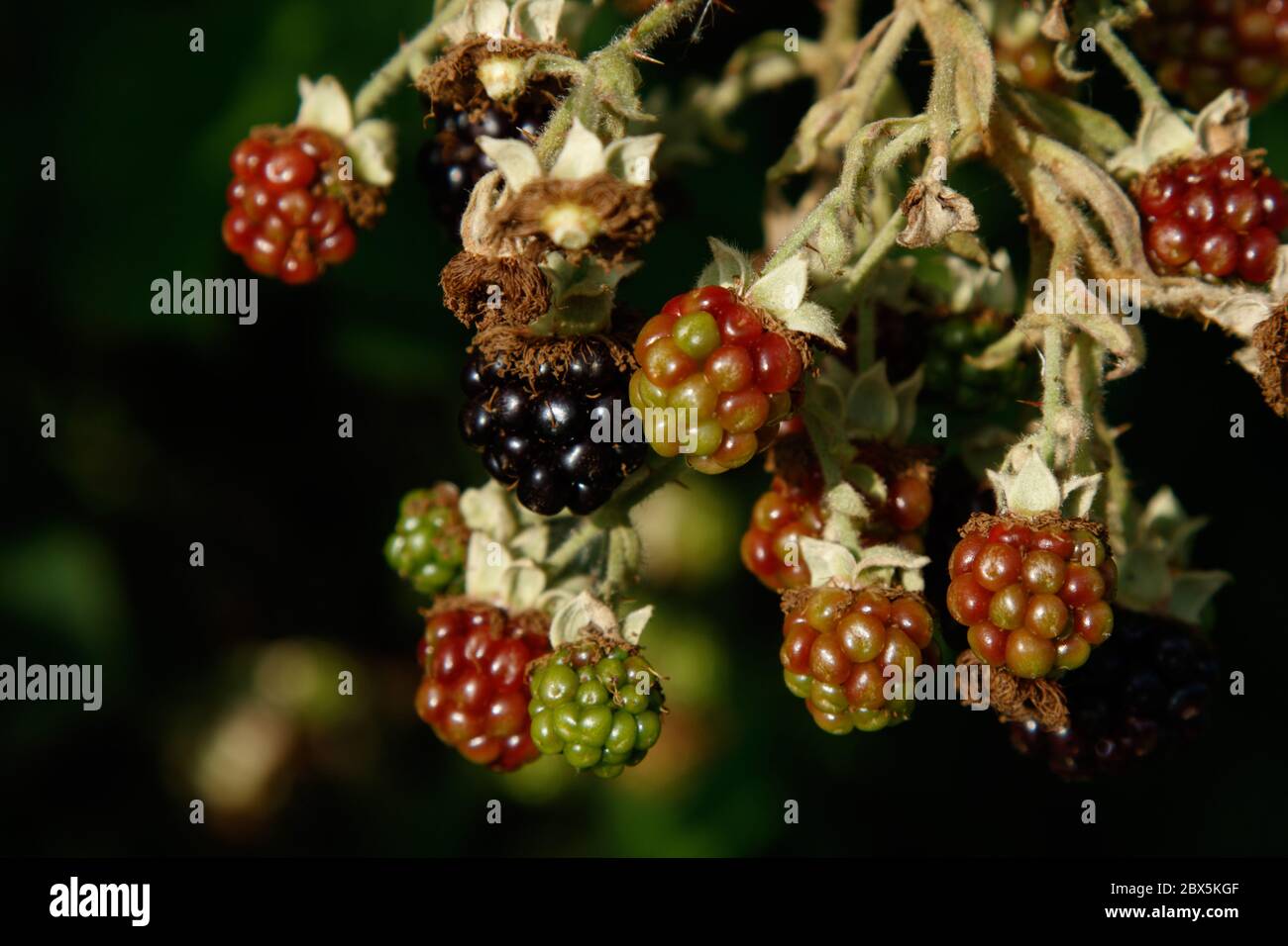 Ripe and unripe Blackberries ripening in summer sunlight, Harrogate ...