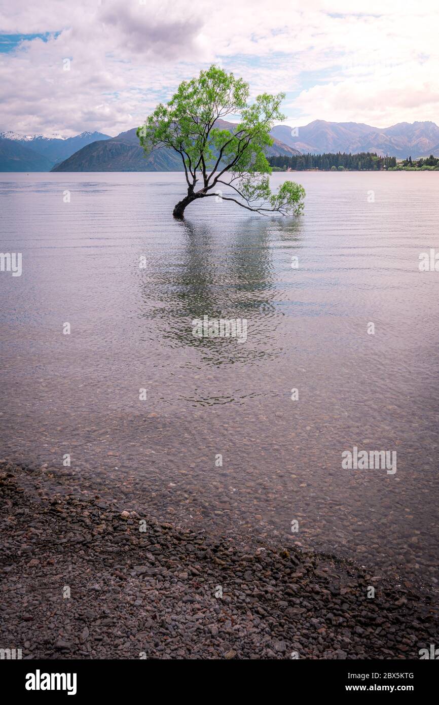 Wanaka tree night hi-res stock photography and images - Alamy