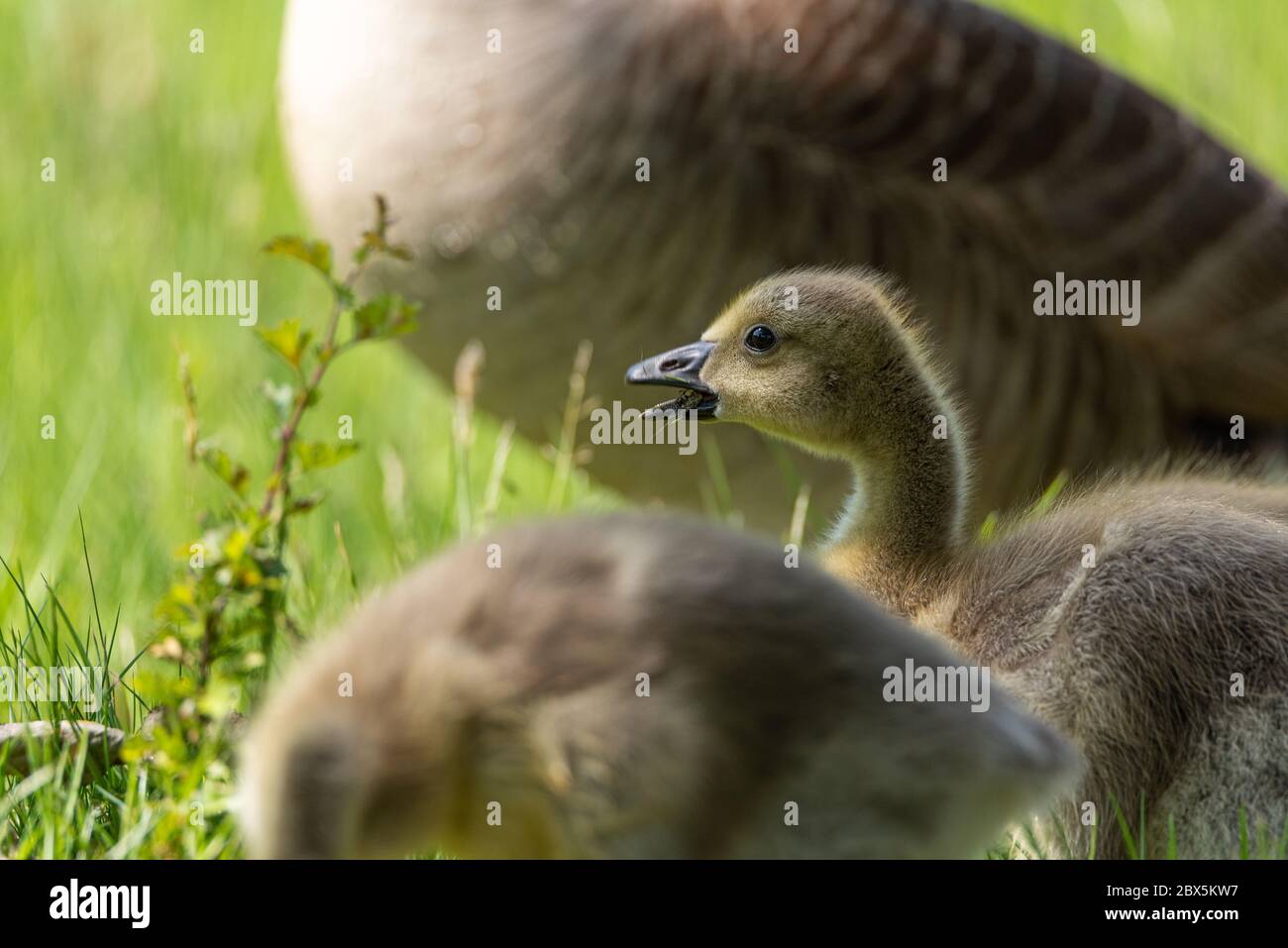 Newborn baby Canada Goose Gosling, Branta canadensis feeding on the ...