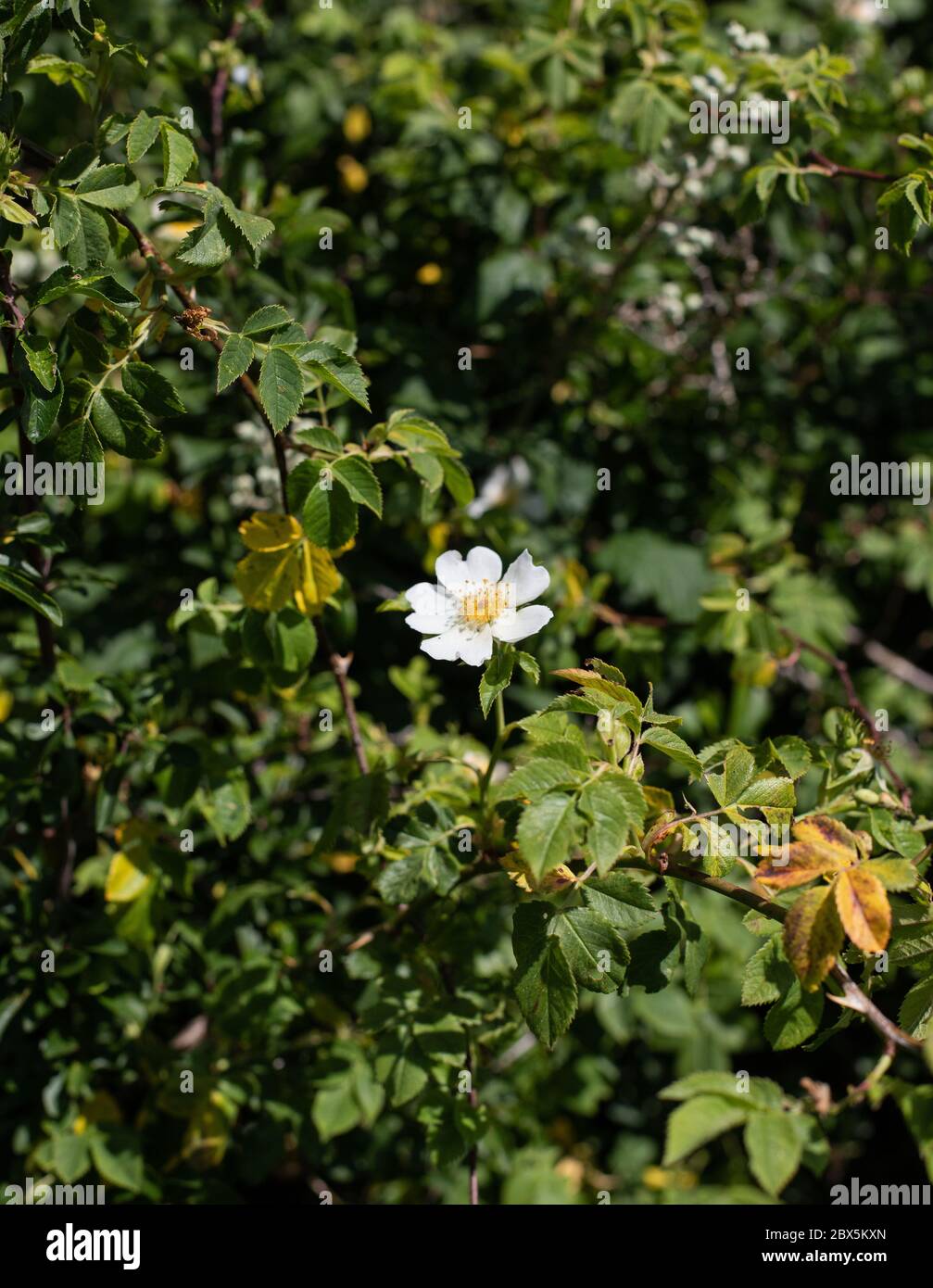 Dog Rose leaves suffering drought Stock Photo - Alamy