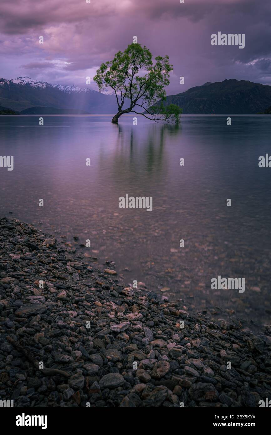 Wanaka tree night hi-res stock photography and images - Alamy