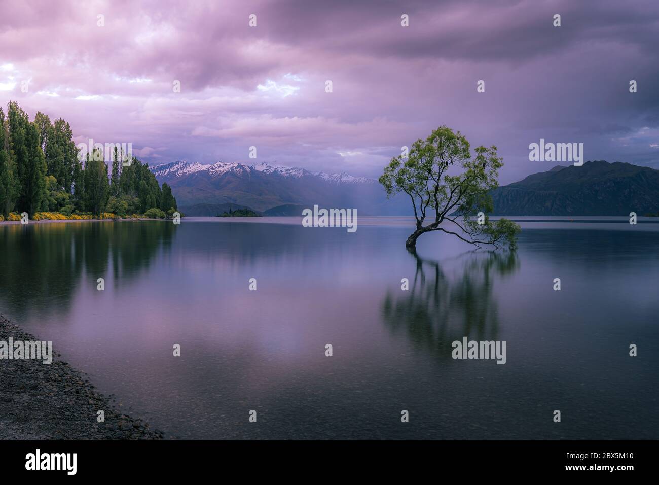 Wanaka tree night hi-res stock photography and images - Alamy