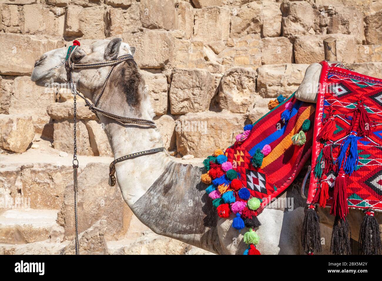 A Camel near The great pyramid of Giza Stock Photo - Alamy