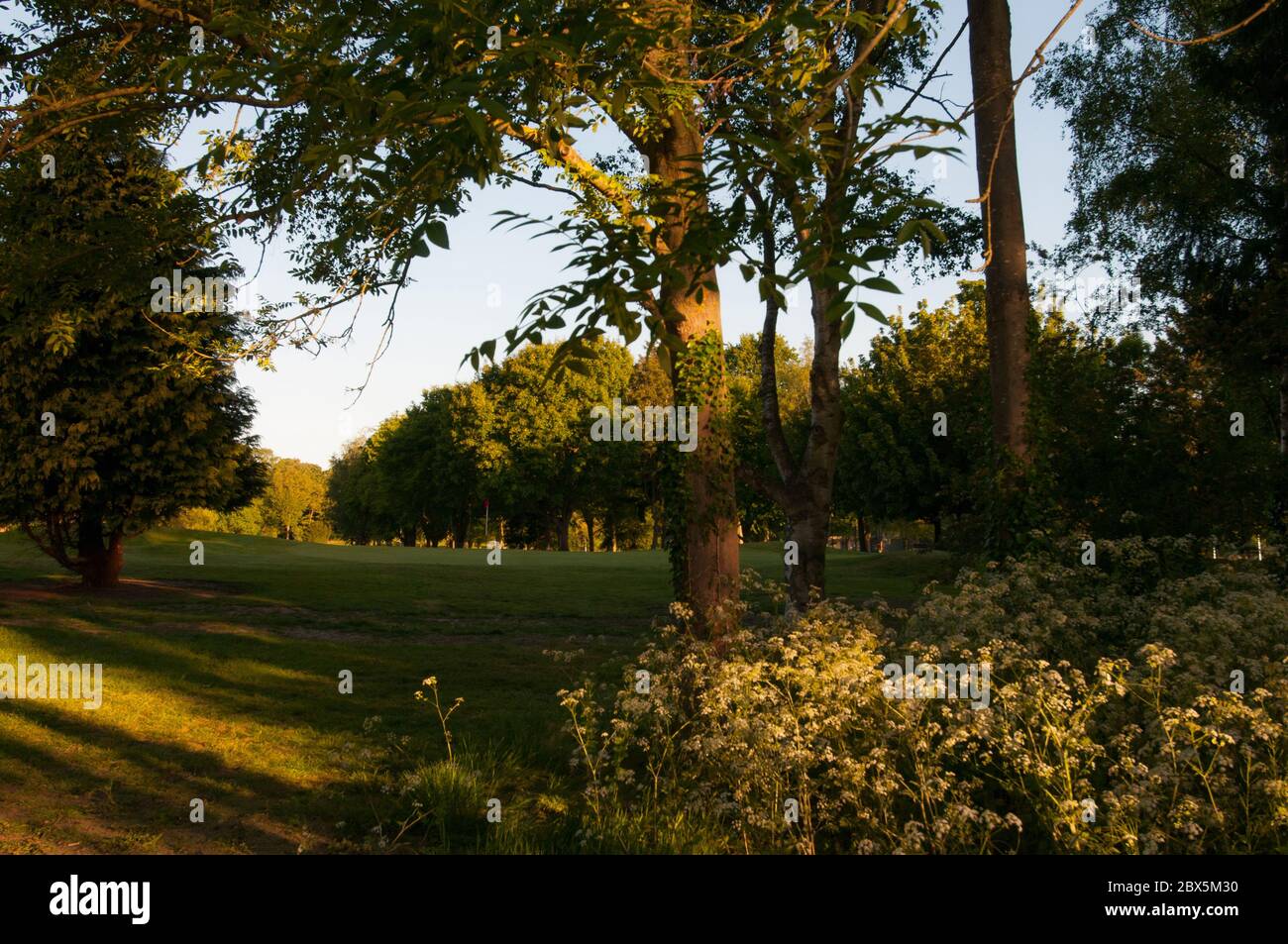 View over wild flowers to 12th Green East Course Sundridge Park Golf ...