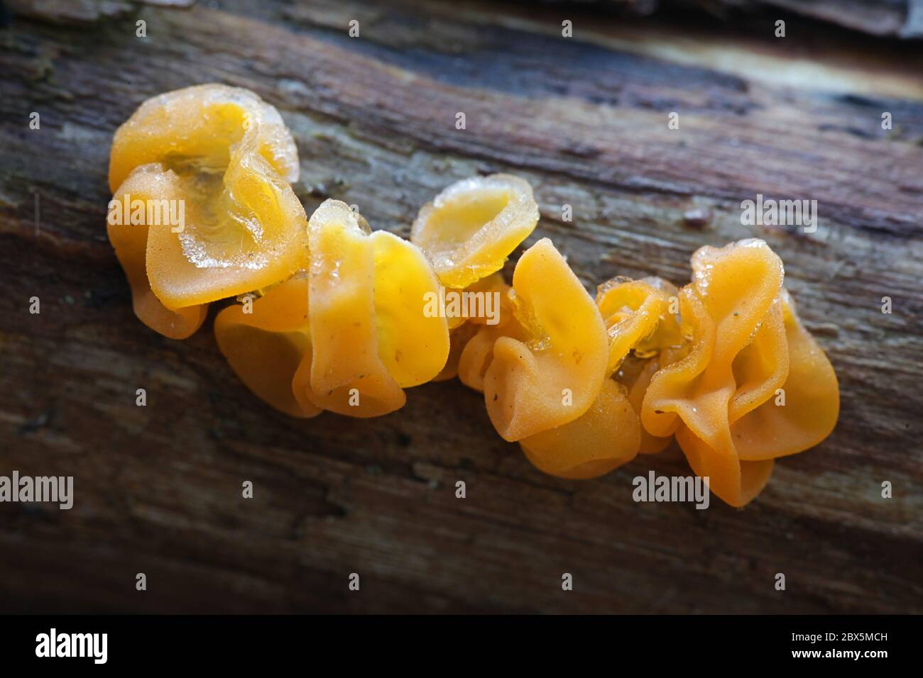 Dacrymyces chrysospermus, known as orange jelly spot fungus, wild ...