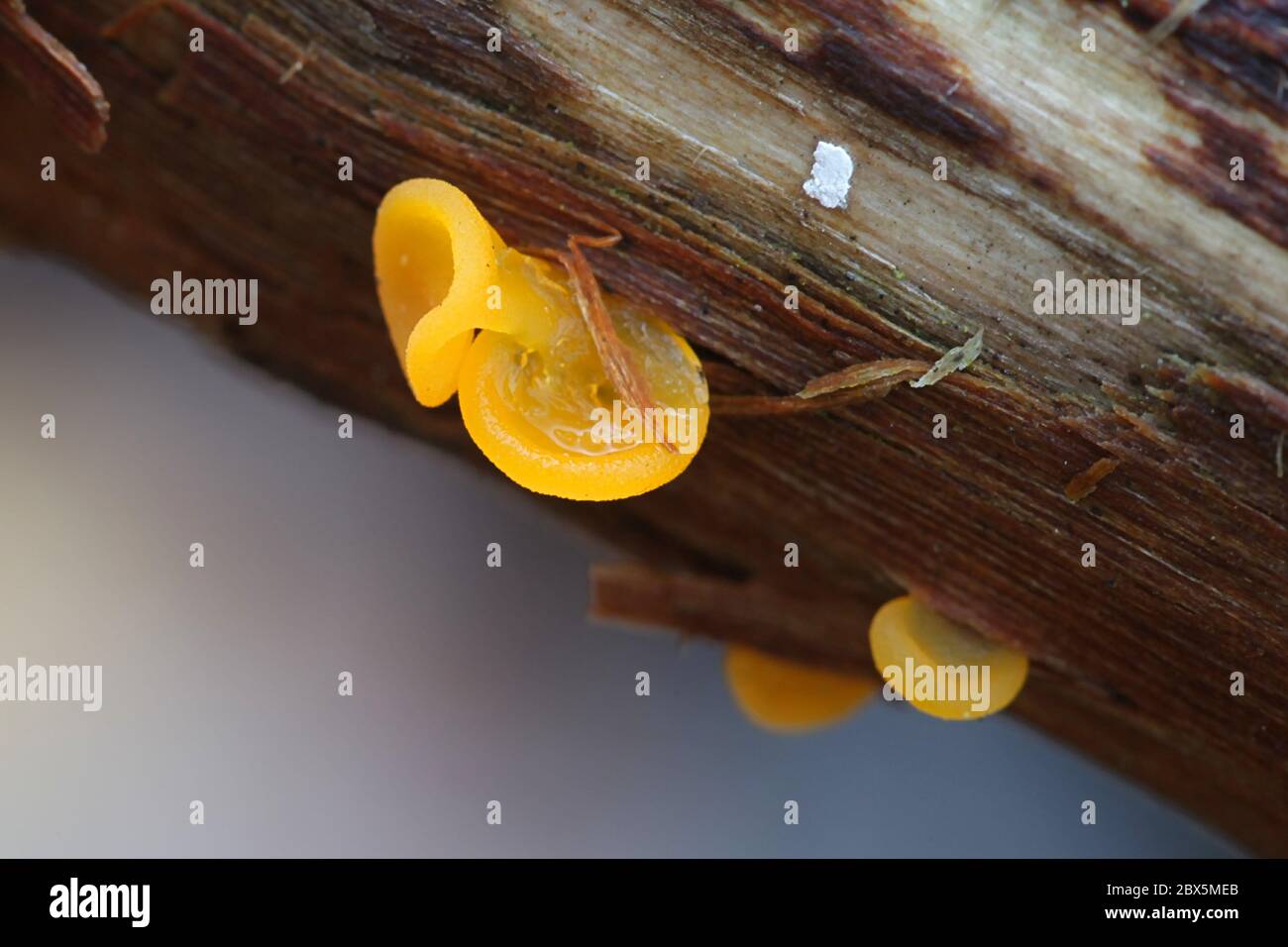 Dacrymyces chrysospermus, known as orange jelly spot fungus, wild ...