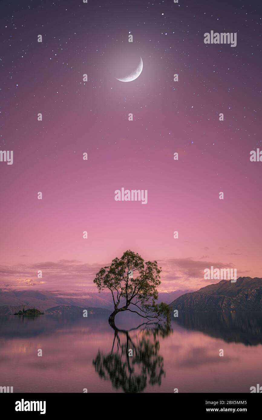 Wanaka tree night hi-res stock photography and images - Alamy