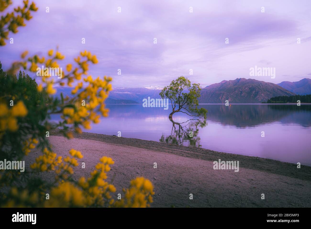 That Wanaka Tree At Sunrise, Wanaka, New Zealand Stock Photo - Alamy
