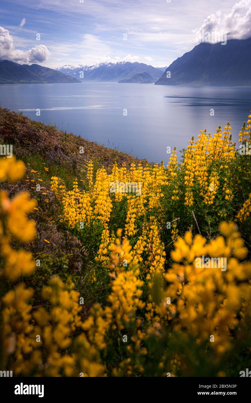 Beautiful blue Lake Hawea, Wanaka, South Island New Zealand Stock Photo ...