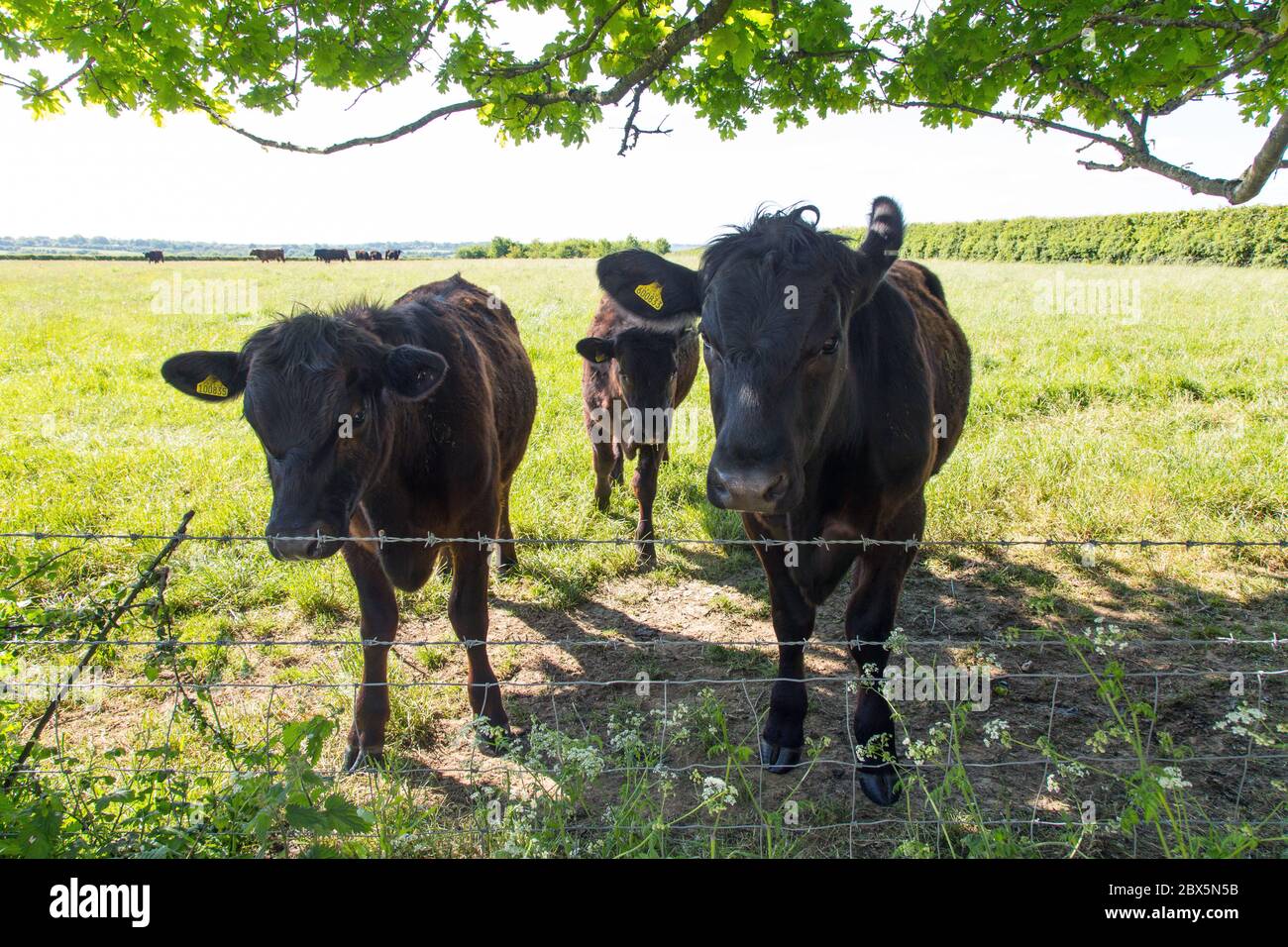 Aberdeen Angus crossbreed cattle, Hattingley, Medstead, Alton ...