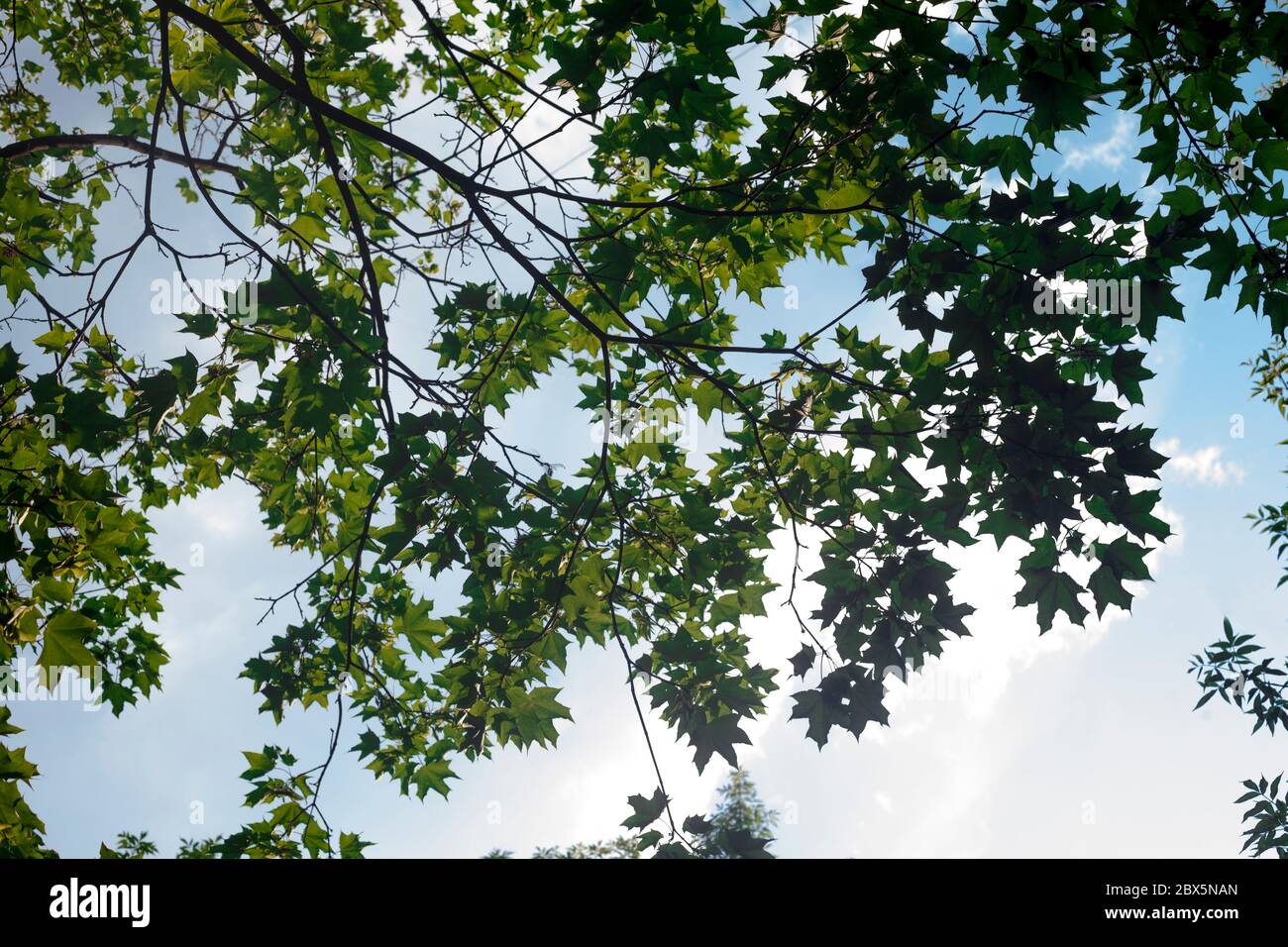 Tall trees from below hi-res stock photography and images - Alamy