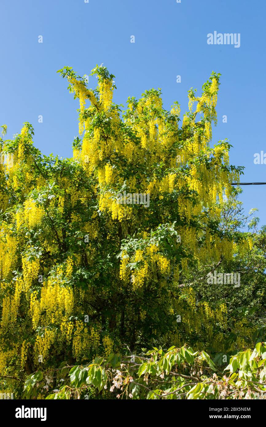 Yellow Laburnum tree also know as a golden chain tree. Hampshire ...