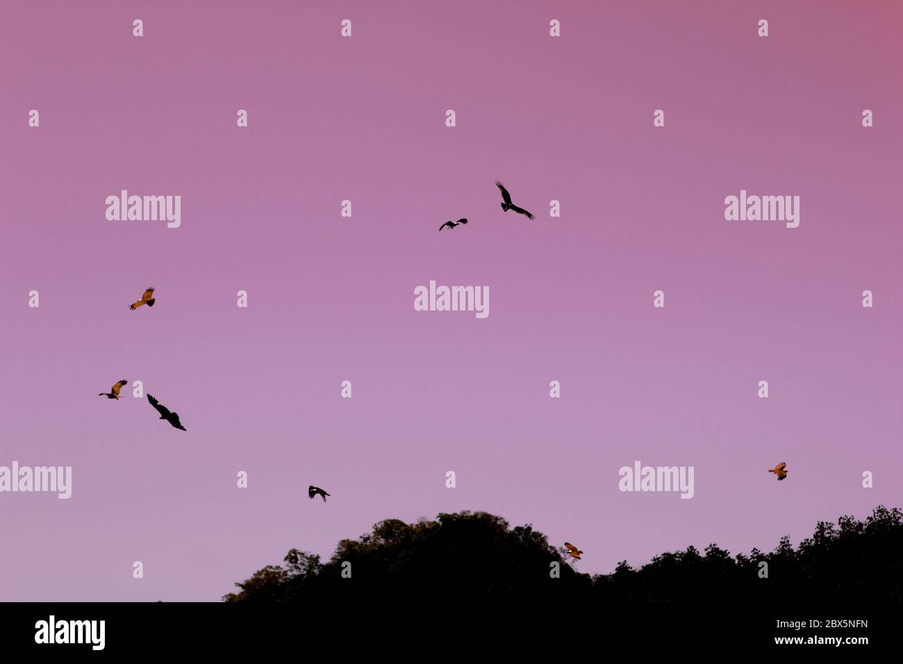 Flying with eagles hi-res stock photography and images - Alamy