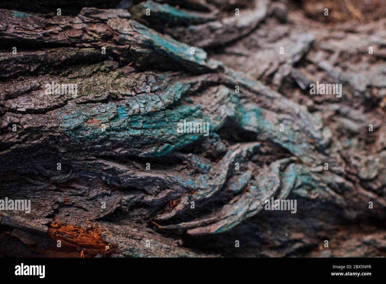 Colorful wooden roots abstract close-up. Natural background Stock Photo ...