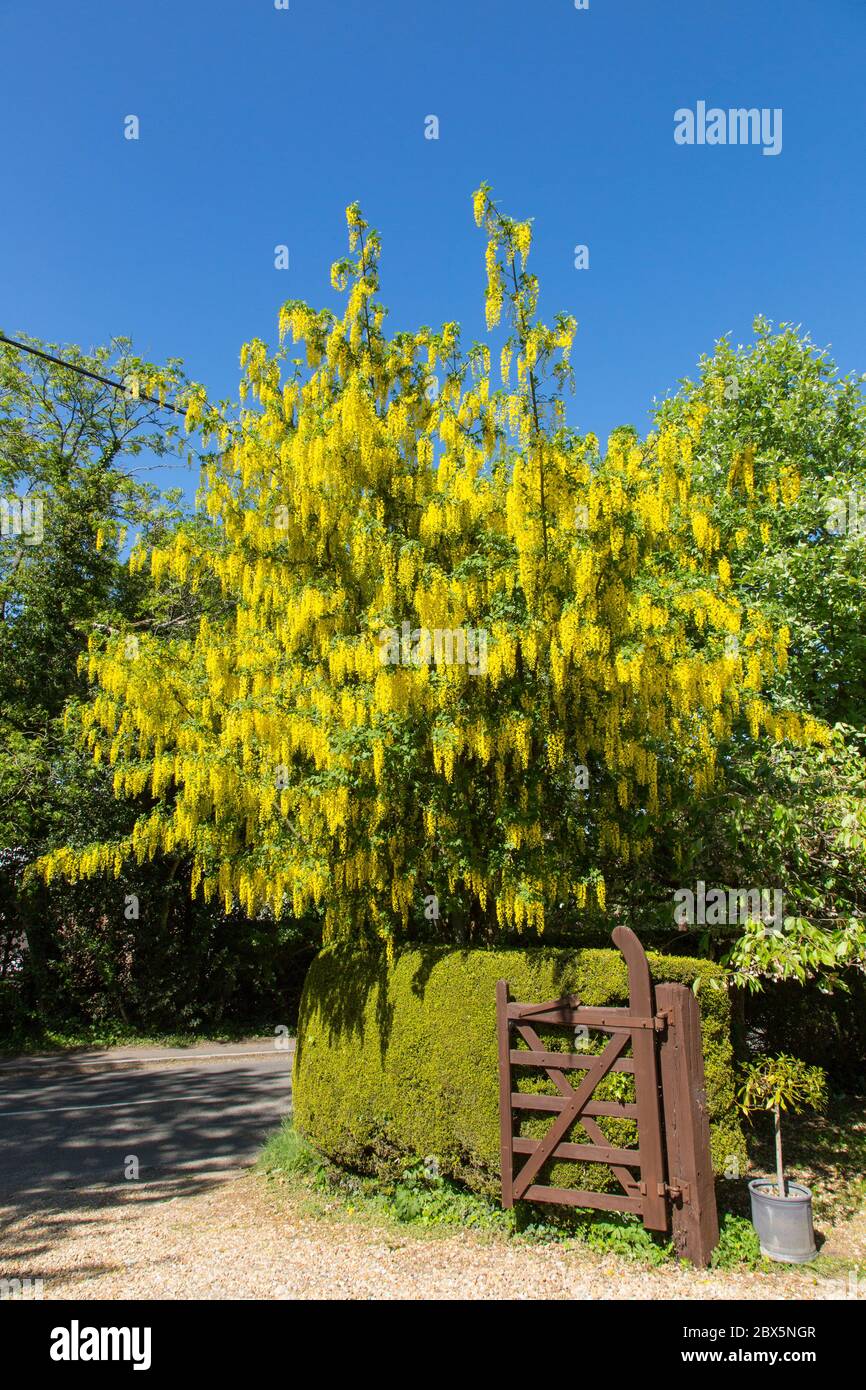 Yellow Laburnum tree also know as a golden chain tree. Hampshire ...