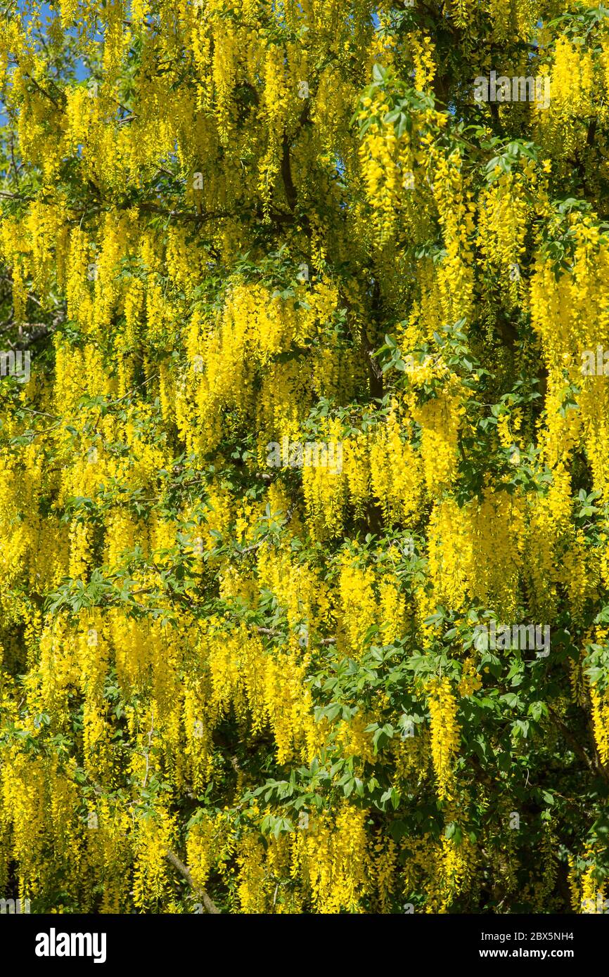 Yellow Laburnum tree also know as a golden chain tree. Hampshire ...