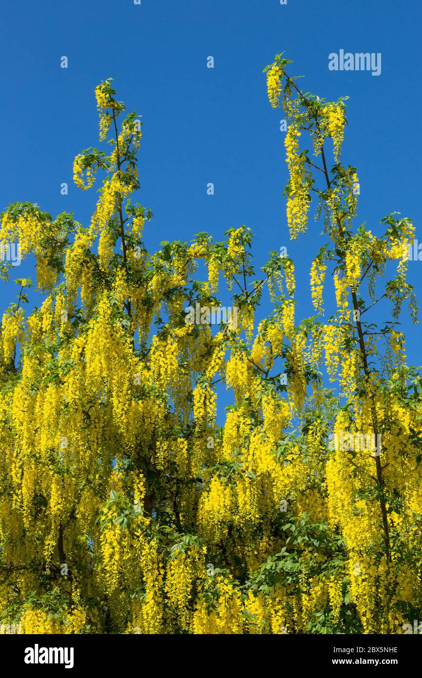 Yellow Laburnum tree also know as a golden chain tree. Hampshire ...